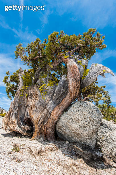 Juniperus occidentalis or Juniperus grandis, western juniper, Sierra ...
