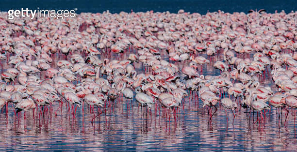 The lesser flamingo (Phoenicopterus minor) is a species of flamingo ...
