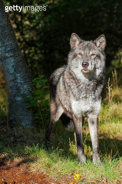 The grey wolf or gray wolf (Canis lupus), also known as simply wolf, is ...