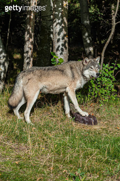 The grey wolf or gray wolf (Canis lupus), also known as simply wolf, is ...