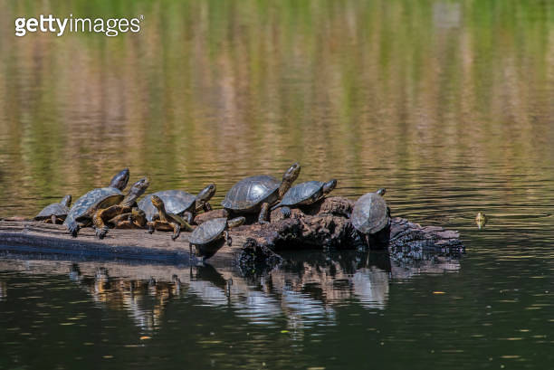 The western pond turtle (Actinemys marmorata or Emys marmorata), or ...