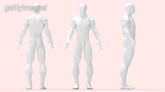 3D rendering of a male anatomy medical mock up render of human being ...