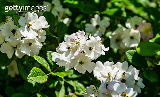 White Multiflora Rose bush (Rosa polyantha), also known as Seven ...