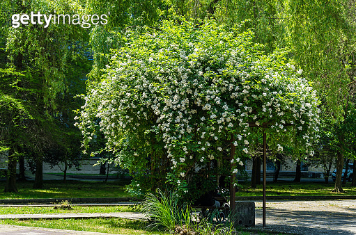 White Multiflora Rose bush (Rosa polyantha), also known as Seven ...