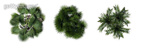 Palms top view isolated on white background. 이미지 (1423716226) - 게티이미지뱅크