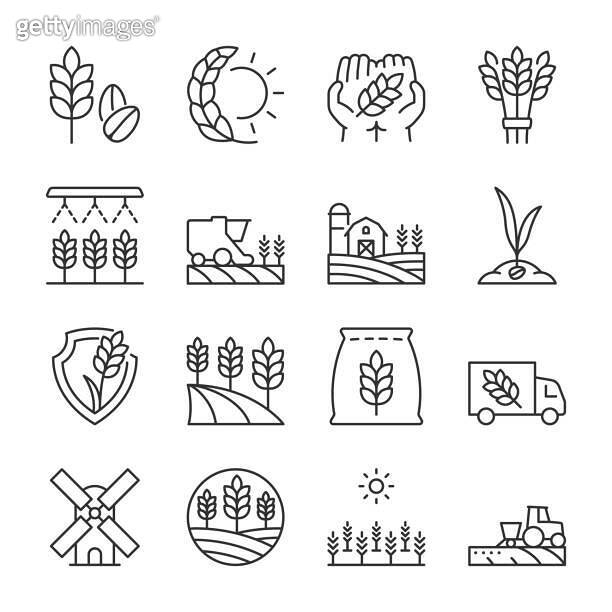 Growing wheat icons set. Cultivation of cereal plants. Agricultural ...