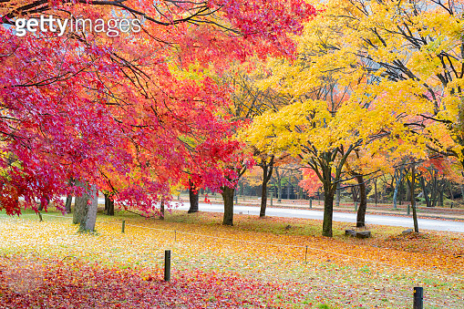Maple tree avenue. 이미지 (1397308109) - 게티이미지뱅크