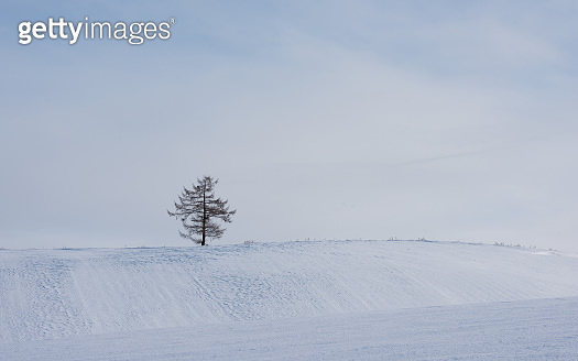 Mysterious snow scene in Biei, Hokkaido, Japan 이미지 (1366360927) - 게티이미지뱅크