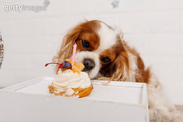 Portrait of cute brown and white coker spaniel birthday party eating ...