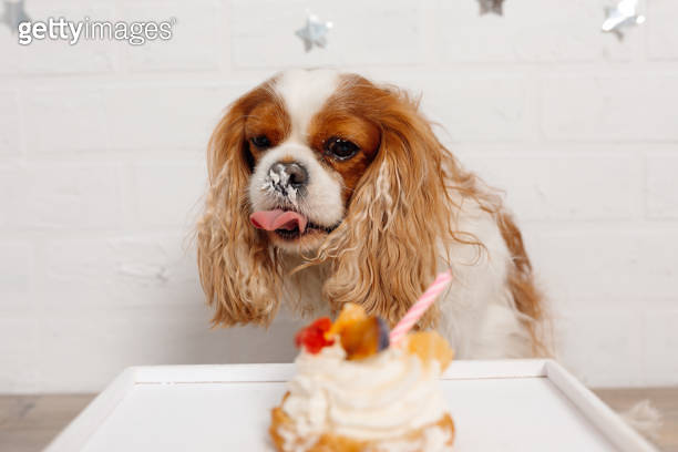 Portrait of curly brown and white coker spaniel birthday party eating ...
