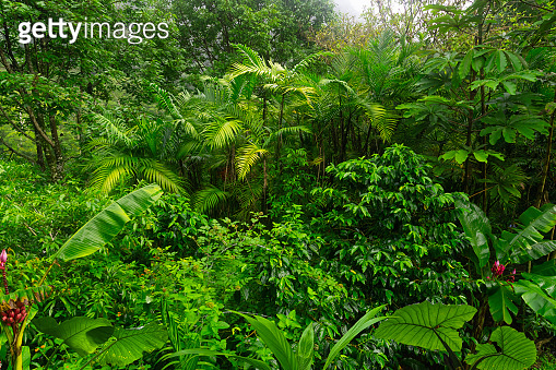 Tropical rainforest in Costa Rica 이미지 (1446305893) - 게티이미지뱅크