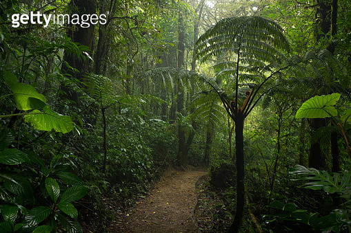 Tropical rainforest in Costa Rica 이미지 (1411263460) - 게티이미지뱅크