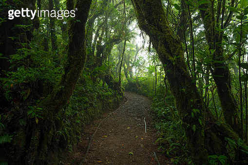 Tropical rainforest in Costa Rica 이미지 (1411263480) - 게티이미지뱅크