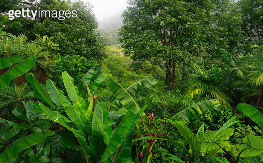 Tropical rainforest in Costa Rica 이미지 (1446305915) - 게티이미지뱅크