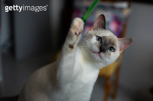 Happy cat saying hello 이미지 (1398384436) - 게티이미지뱅크