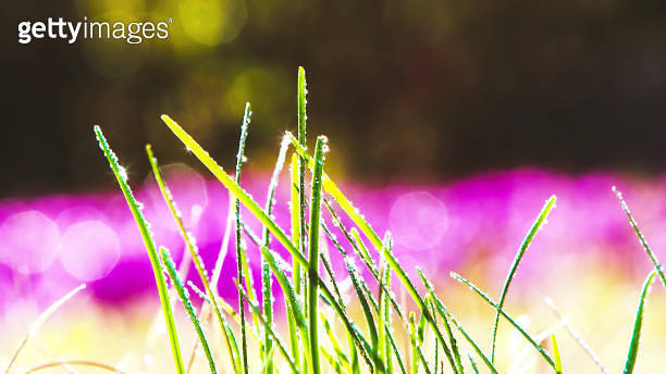 On a warm spring day, green grass and flowers, sparkling water drops ...