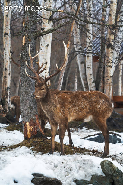 A herd of spotted reindeer in their natural habitat walks through the ...