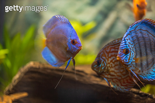 Beautiful view of colorful fish Discus of the cichlid family in the ...