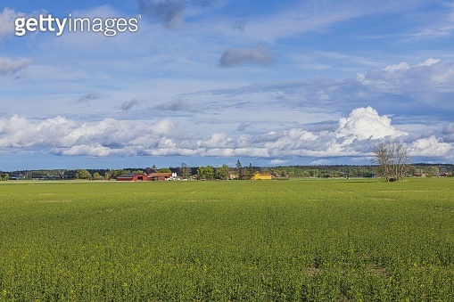 Beautiful view of rural landscape with fields of wheat and rye on ...