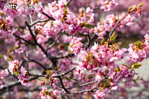 Beautiful Kawazu cherry blossoms in early spring in Japan. 이미지 ...