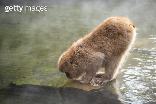 Snow monkey drink hot spring water in winter, Nagano, Japan 이미지 ...