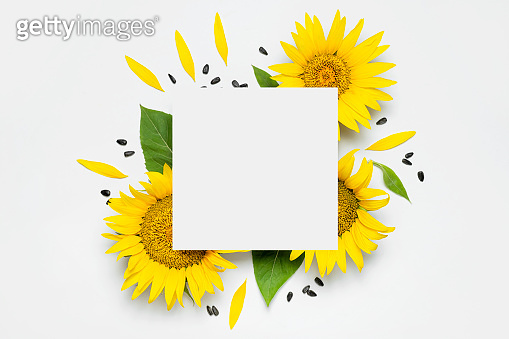 Flat lay Sunflower mockup. Beautiful fresh yellow sunflower, green ...