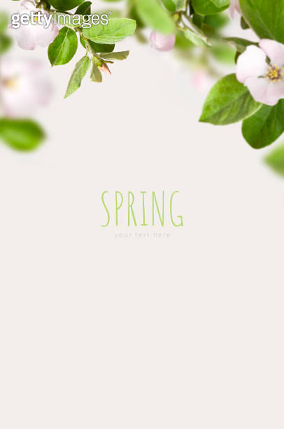 Beautiful natural spring background. Blooming quince branches with ...