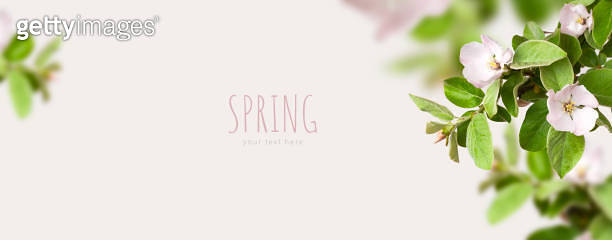 Beautiful natural spring background. Blooming quince branches with ...