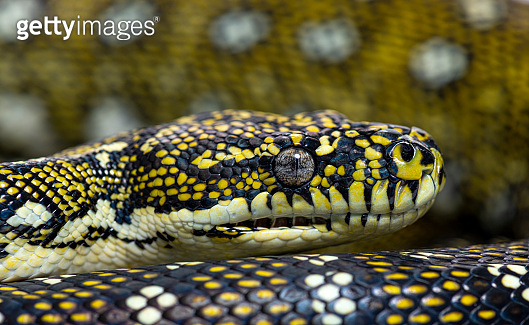Head shot of a Diamond python, Morelia spilota spilota (1414023561 ...