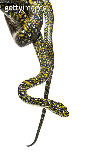 Diamond python,snake hanging in the air, Morelia spilota spilota ...