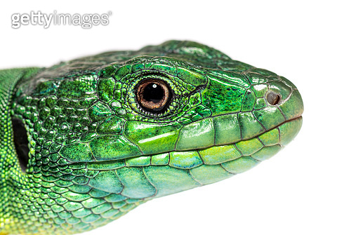 close-up of Timon pater head specie of Wall lizard, isolated on white ...