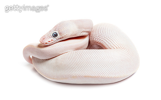 Blue Eyed Leucistic Python Regius, isolated on white 이미지 (1413832196 ...