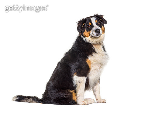 Fat tricolor Australian shepherd dog sitting, isolated on white 이미지 ...