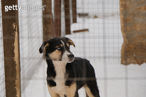 Alaskan husky kennel in winter. Young blue-eyed dog in cage. Concept of ...