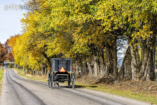 Amish Buggy and Trees in Fall Colors (1438429387) - 게티이미지뱅크
