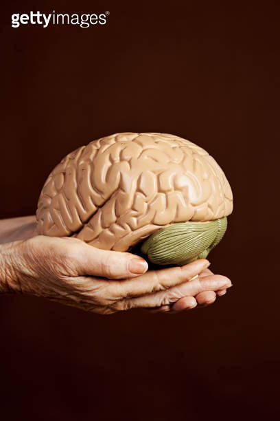 Elderly woman's hands supporting a human brain, representing ...