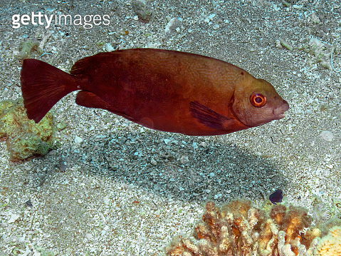 A Dusky Rabbitfish (Siganus luridus) in the Red Sea, Egypt 이미지 ...