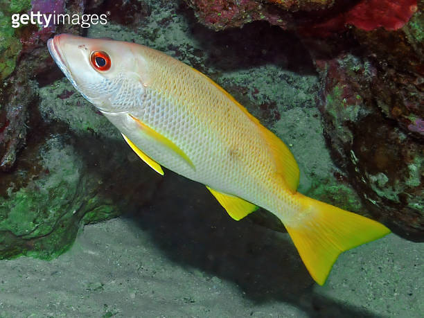 A One Spot Snapper (Lutjanus monostigma) in the Red Sea, Egypt ...