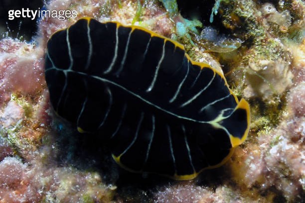 A Divided Flatworm (Pseudoceros dimidiatus) in the Red Sea 이미지 ...