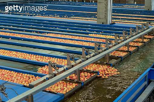 Packing House Sorting Line With Apples In Flumes In Postharvest ...