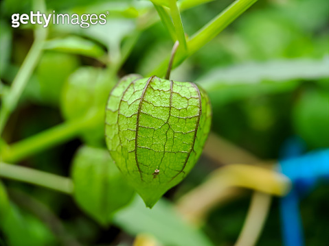 Physalis minima tree, Hogweed, Ground Cherry on tree, Pygmy ground ...