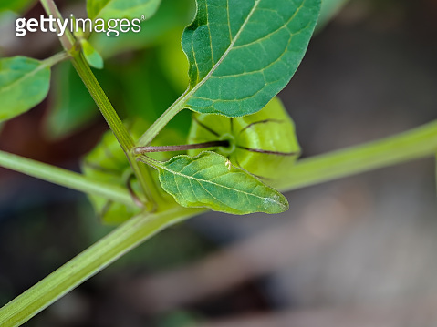 Physalis minima tree, Hogweed, Ground Cherry on tree, Pygmy ground ...