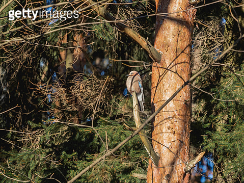 Eurasian jay or Garrulus glandarius is sitting on fir tree branch ...