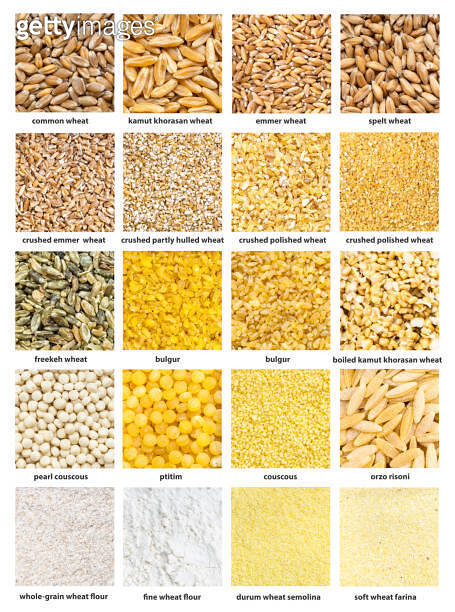 background - various wheat grains with names 이미지 (1368420497) - 게티이미지뱅크