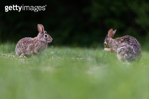 Two males eastern cottontail (Sylvilagus floridanus) fighting in spring ...