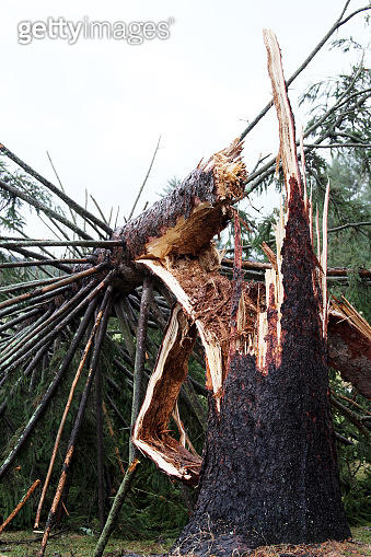 Tree Snapped in Half and Splintered By a Severe Storm 이미지 (1365907029 ...