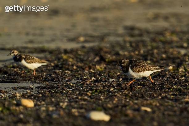 Ruddy Turnstone with orange legs is running over the beach on the Ile ...