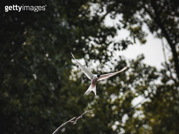White arctic tern bird (Sterna paradisaea) flying through the trees ...