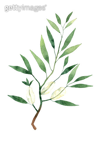 Watercolor tea tree branch with leaves and flowers illustration. Hand ...