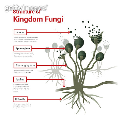 Structure of Rhizopus mold, bread mold, black fungus, illustration. 이미지 ...